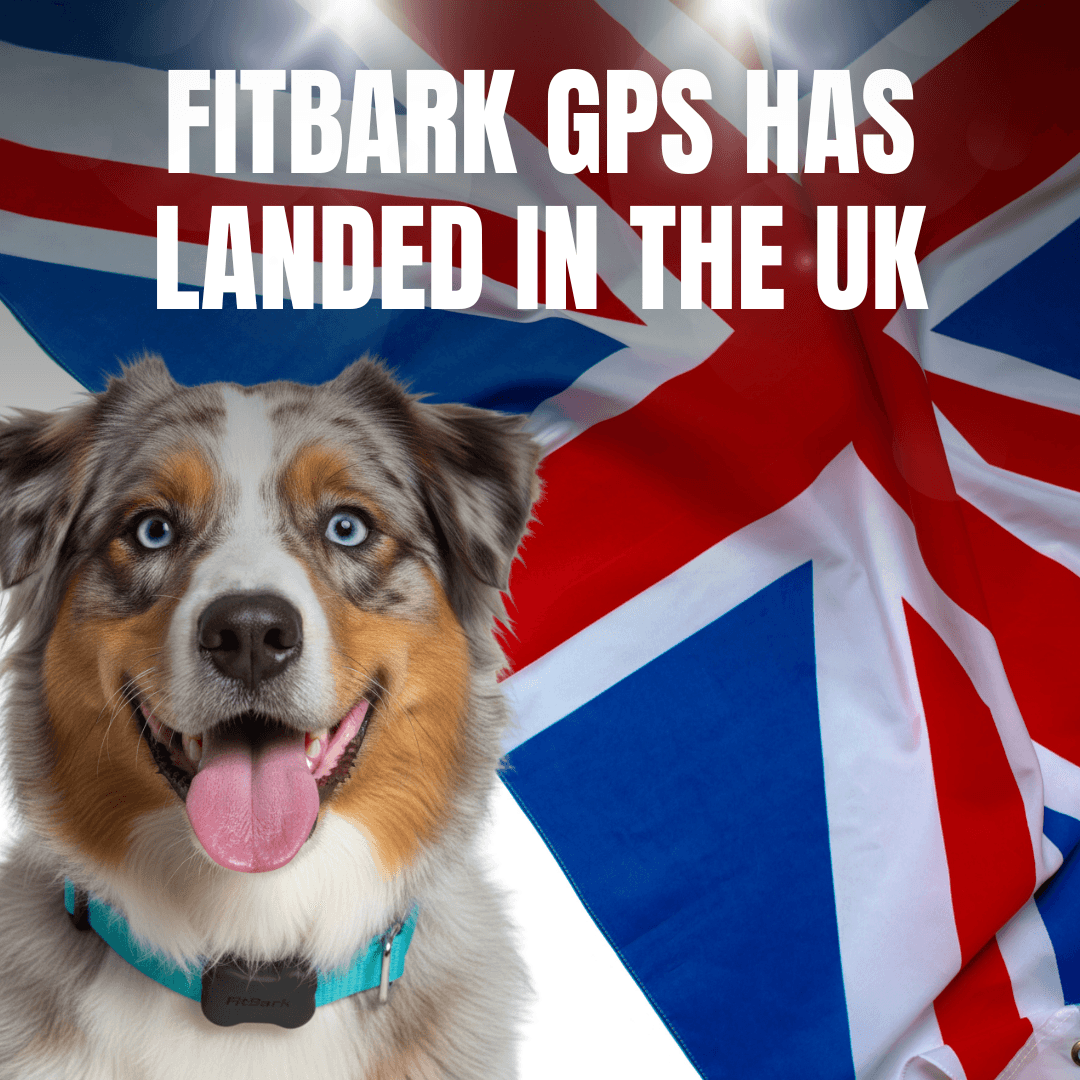 FitBark GPS is Now Available in the UK! | FitBark
